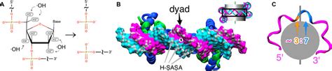 Details Of Hydroxyl Radical Interactions With The Nucleosomal Dna A