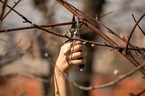 Premium Photo Close Up Of Hand Cutting Plants By Pruning Shears