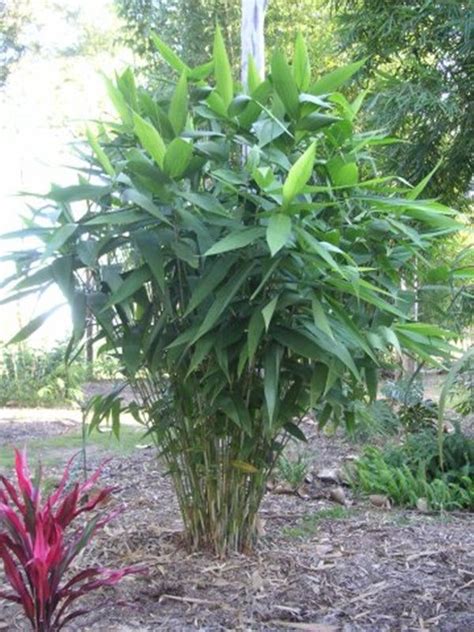 Thysanolaena Maxima 100 800 Seeds Ornamental Perennial Tiger Grass