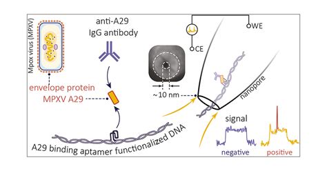 Selective Single Molecule Nanopore Detection Of Mpox A29 Protein