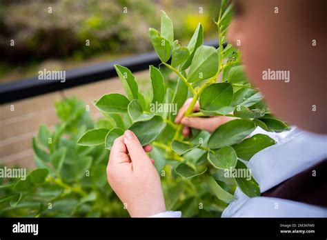 Australian Crop Research Hi Res Stock Photography And Images Alamy