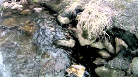 Big Walleyes Spawning In Northern Wisconsin Youtube