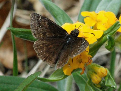 Persius Duskywing —