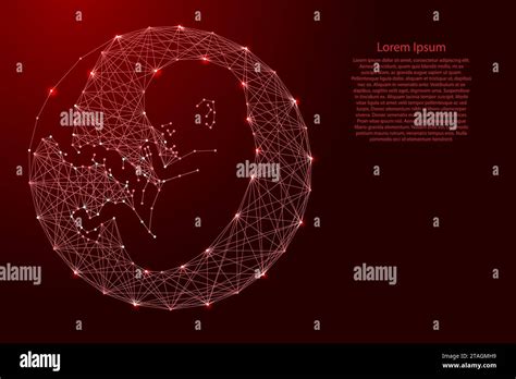 Embryo Human Fetus In Womb From Futuristic Polygonal Red Lines And