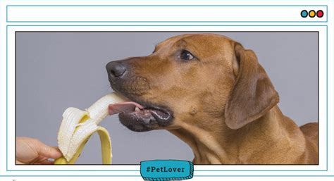 ¿qué Frutas Puede Comer Tu Perro Y Que Efectos Tienen