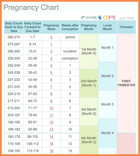 Pregnancy Calendar Week By Week Chart Calendar Program Excel Calendar