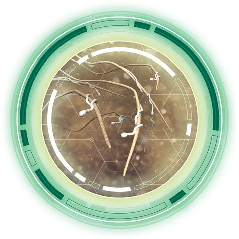 Xilon Cu Formulare Patentată Noi Beneficii Pentru Cultura De Porumb Kwizda Agro Romania