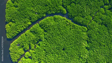 Mangrove Forests With Rivers Are Vital Ecosystems Drones Can Help Monitor These Forests Which