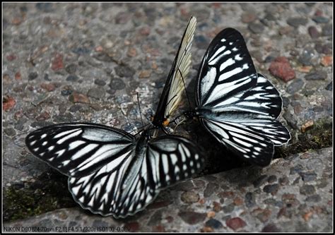 【化蝶摄影图片】四川大邑生态摄影太平洋电脑网摄影部落