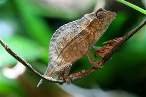 Pygmy Chameleon 101 Care Habitat Setup Lifespan