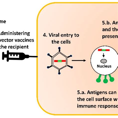 Illustration Of The Cell Penetrating Peptide Cpp Delivery System Cpp