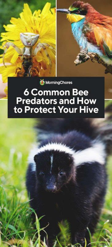 6 Common Bee Predators And How To Protect Your Hive