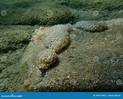 Sea Snail Banded Dye Murex Hexaplex Trunculus Eggs Undersea Aegean