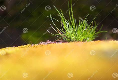 Green Grass Stock Image Image Of Sunlight Produce 277406533