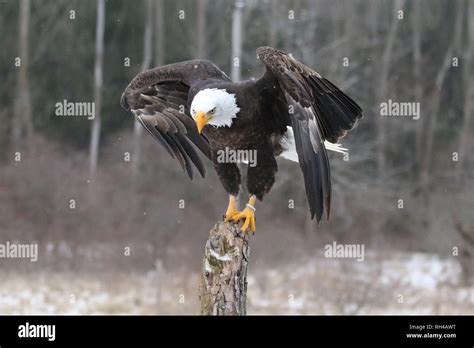 Eagle Gallery Bald Eagle Diet Facts