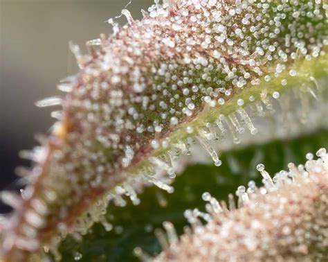Trichomes Under A Microscope Rcannabishub