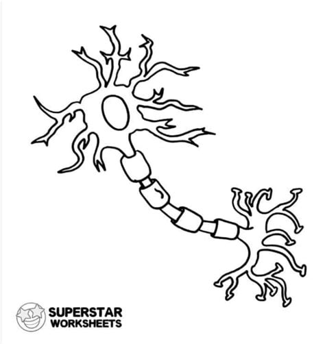Neuron Labeled And Jobs Diagram Quizlet