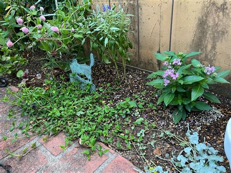 白絹病が発生した花壇にお花を植えて3週間経ちました ω 小さな小さなお庭で