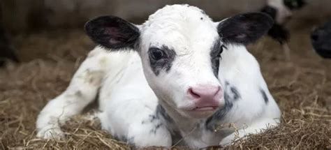 Cara Mempercepat Pertumbuhan Sapi Pedet Spirit Kawanua News