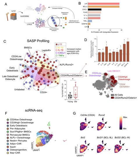 Citrus And Scrna Seq Analyses A Schematic Of Citrus Analysis