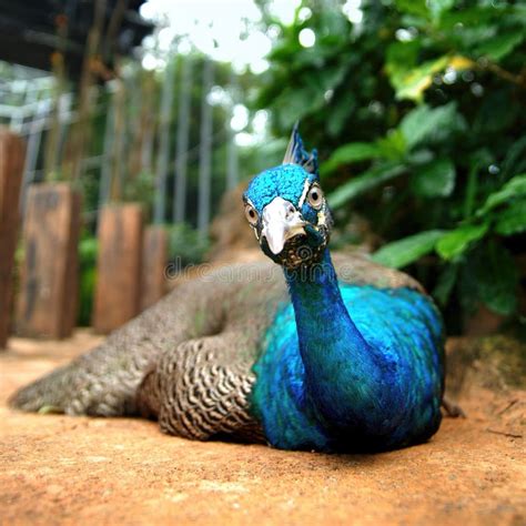 Vivid And Colourful Malaysian Peacock Looking At Camera Stock Image