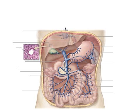 Hepatic Portal System Diagram Quizlet