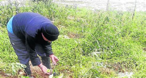 Agricultores Lloran Por 100 Hectáreas De Cultivos Perdidos Edicion