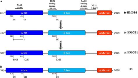 Structure And Redox Modifications Of Hmgb1 A Hmgb1 Comprises Two Download Scientific Diagram
