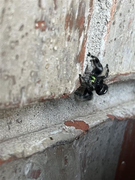 Trying To Sex Jumping Spiders This Is An Old Man Right Rjumpingspiders