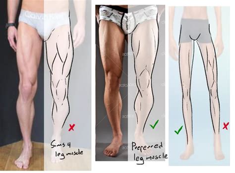 Leg Anatomy Anatomy Tutorial Human Anatomy Drawing