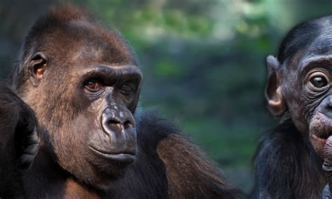 At Home With The Apes The Private Lives Of Primates Laid Bare In These Candid Images Daily