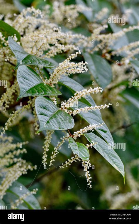 France Doubs Flora Japanese Knotweed Polygonum Cuspidatum Leaf