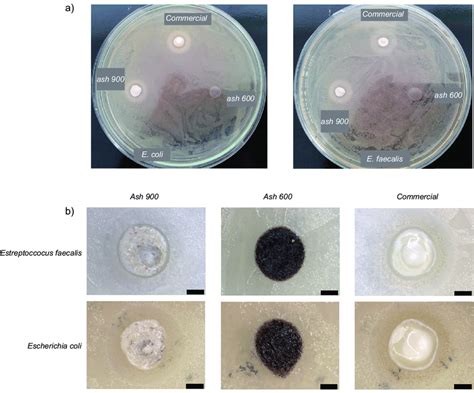 A Agar Diffusion Assay Showing Inhibition Halos Surrounding Ash 900