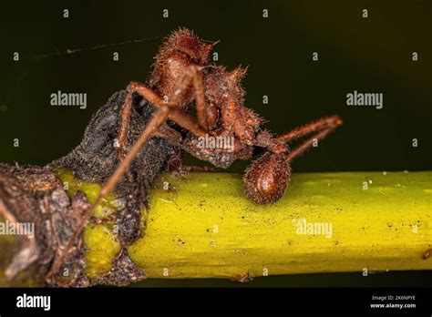 Zombie Ant