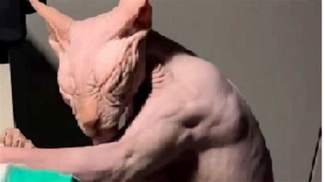 Un chat bodybuildé avec un physique incroyablement déchiqueté fait