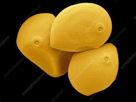 Corn Pollen Sem Stock Image C0035167 Science Photo Library