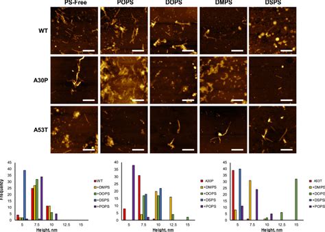 The Toxicities Of A30p And A53t α Synuclein Fibrils Can Be Uniquely