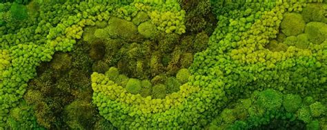 МОХ САД ДЕКОР Интерьерное озеленение без ухода и полива Панно из стабилизированного 2025