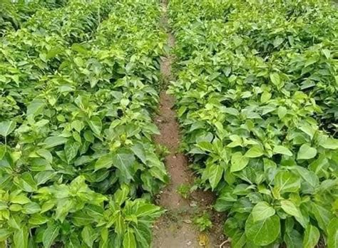 စိုက်ပျိုးပီး တနှစ်ပတ်လုံးဝင်ငွေကောင်းတဲ့ ☘ ခွေးတောက်ဂွေးတောက်ပင်စိုက