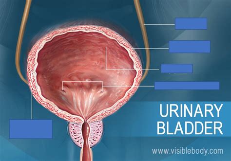 Diagram Of 2227 Bladder Quizlet