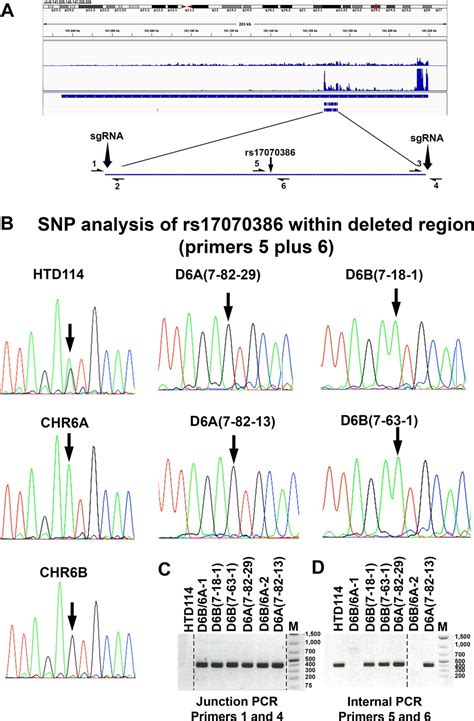 Figures And Data In Asar Lncrnas Control Dna Replication Timing Through Interactions With