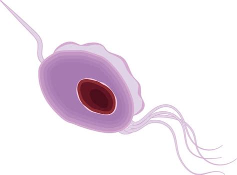 60 Trichomonas Stock Illustrations Royalty Free Vector Graphics