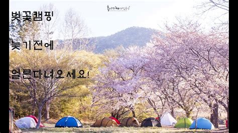 벚꽃백패킹캠핑 늦지않았습니다 얼른다녀오세요 Youtube
