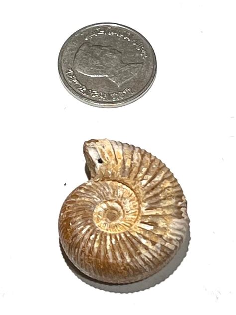 House Of Fossils And Gems Perisphinctes Ammonite