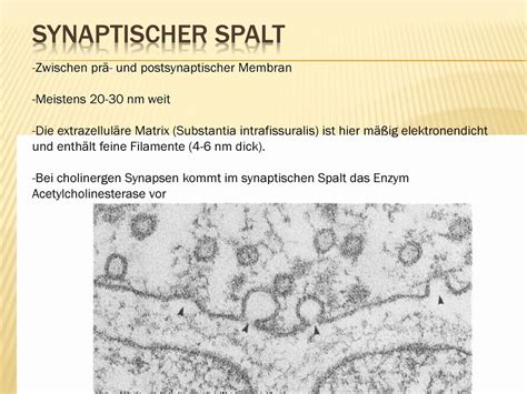Dr med Mark Olah 26 03 2014 Einführung in Nervenlehre