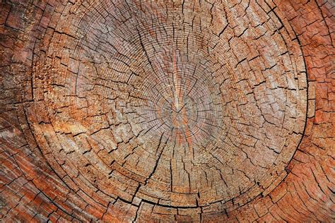 textura de madera de tronco de árbol cortado primer plano 16859121