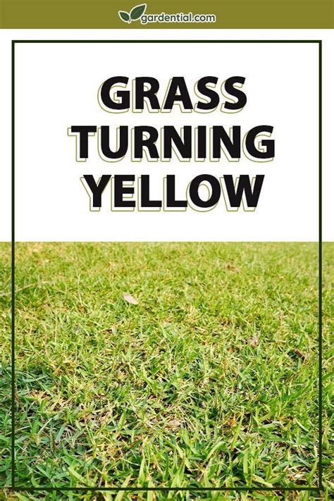Why Lawn Grass Turns Yellow And How To Prevent It