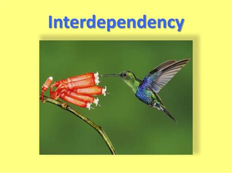 Ppt Interdependency Powerpoint Presentation Free Download Id 3240391