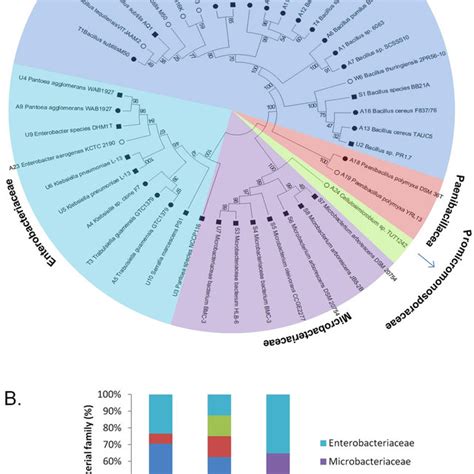 Classification And Phylogenetic Analysis Of Natural Isolates From The