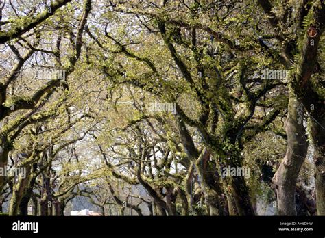 Tree Lined Street Santiago De Compostela Spain Stock Photo Alamy